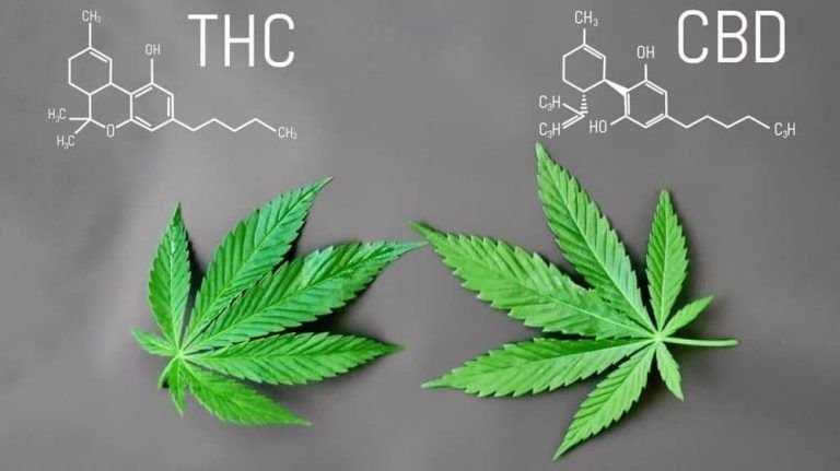 CBD vs THC : comprendre les différences - NectarVert.fr